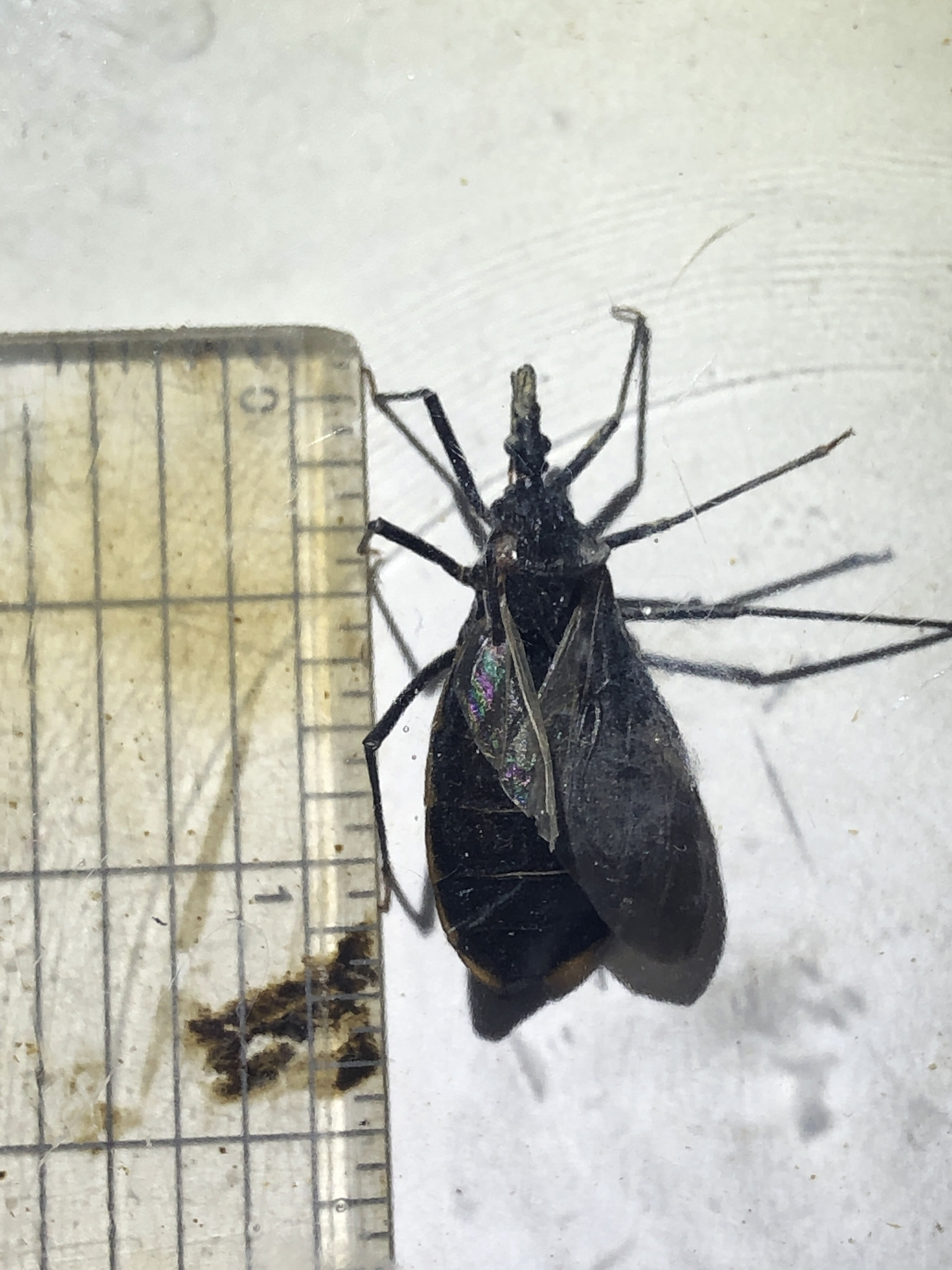 Triatoma recurva (Stål, 1868)