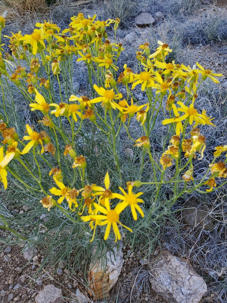 threadleaf groundsel from Cedar Crest, NM 87008, USA on June 1, 2021 at ...