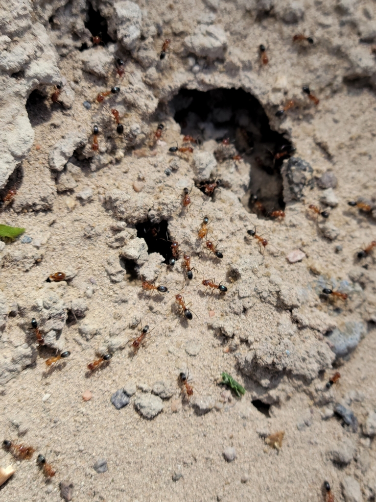 Bicolored Pyramid Ant from Clark County Wetlands Park, Henderson, NV on ...
