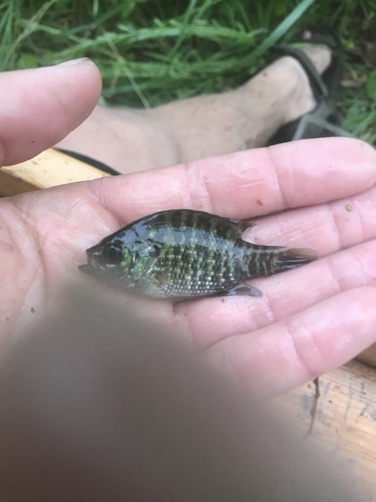 Bantam Sunfish in May 2021 by Adrian Macedo · iNaturalist
