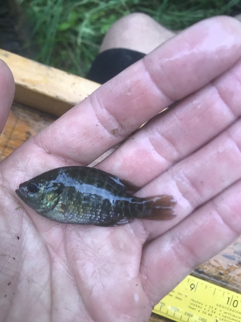 Bantam Sunfish in May 2021 by Adrian Macedo · iNaturalist