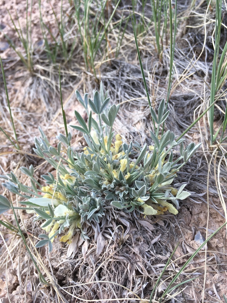 Threeleaf Milkvetch from Natrona County, US-WY, US on June 01, 2021 at ...
