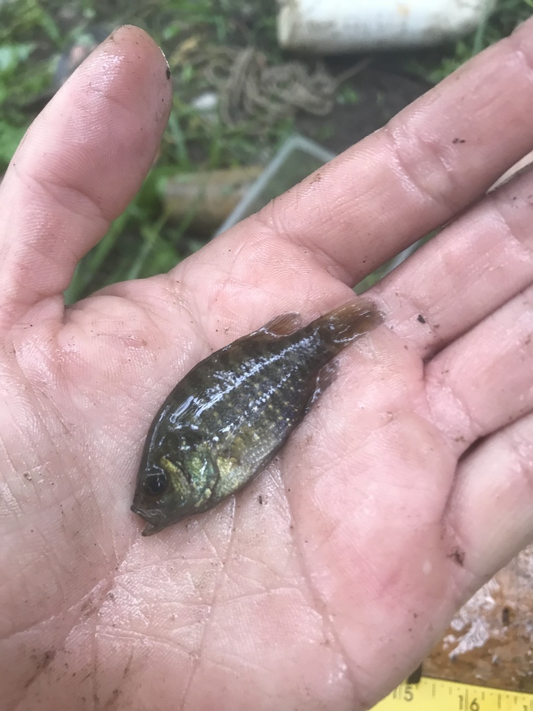 Bantam Sunfish in May 2021 by Adrian Macedo · iNaturalist