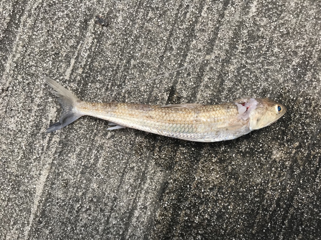 Common Saury (Saurida tumbil) - Marine Life Identification