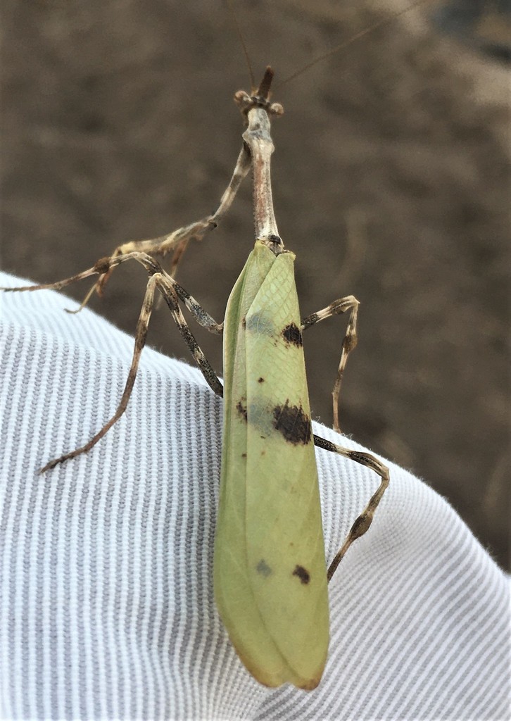 Pseudovates paraensis from Aguascalientes, Ags., México on June 1, 2021 ...