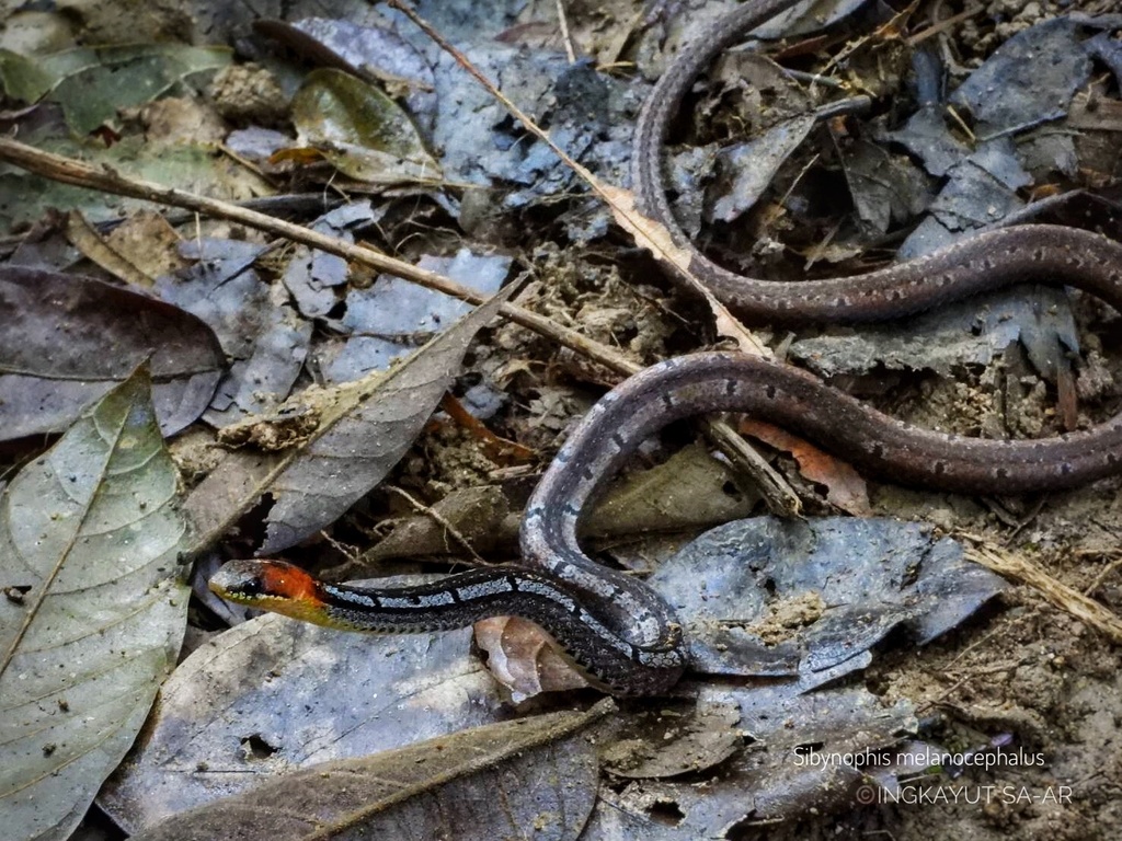 Black-headed Collared Snake from 4062, อ.สุคิริน, นราธิวาส, TH on April ...
