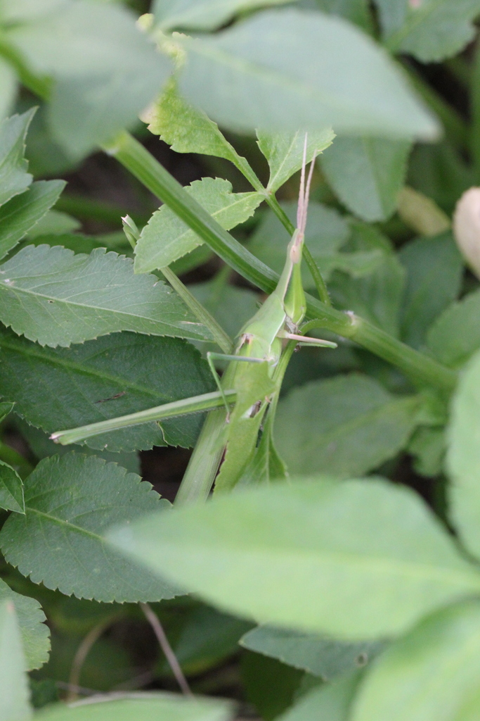 Oriental Longheaded Locust from Mong Tseng Wai 輞井圍 on May 29, 2021 at ...