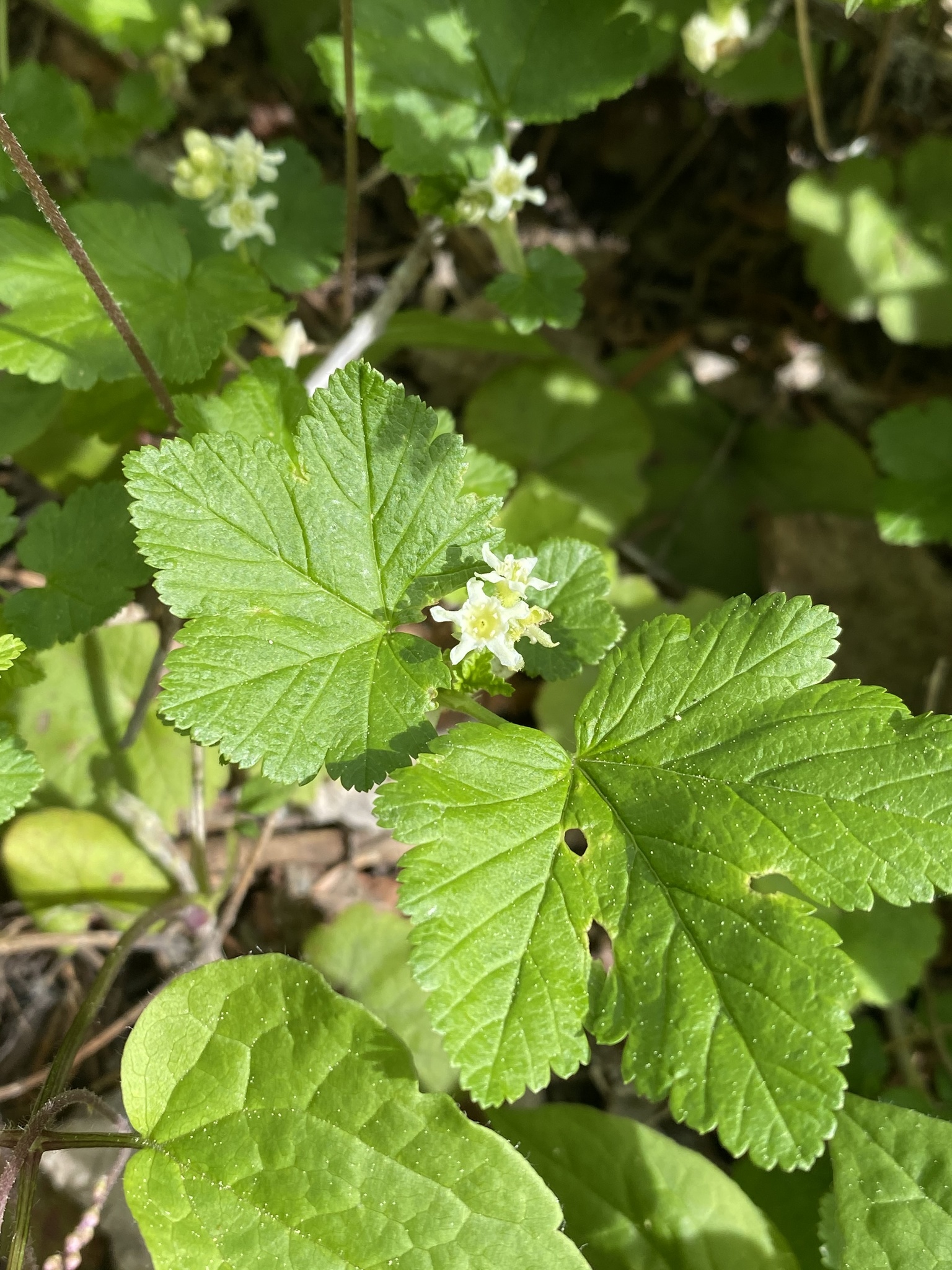 Ribes wolfii Rothr.
