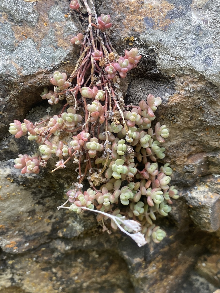 Orpine Stonecrop from Uinta-Wasatch-Cache National Forest, Salt Lake ...