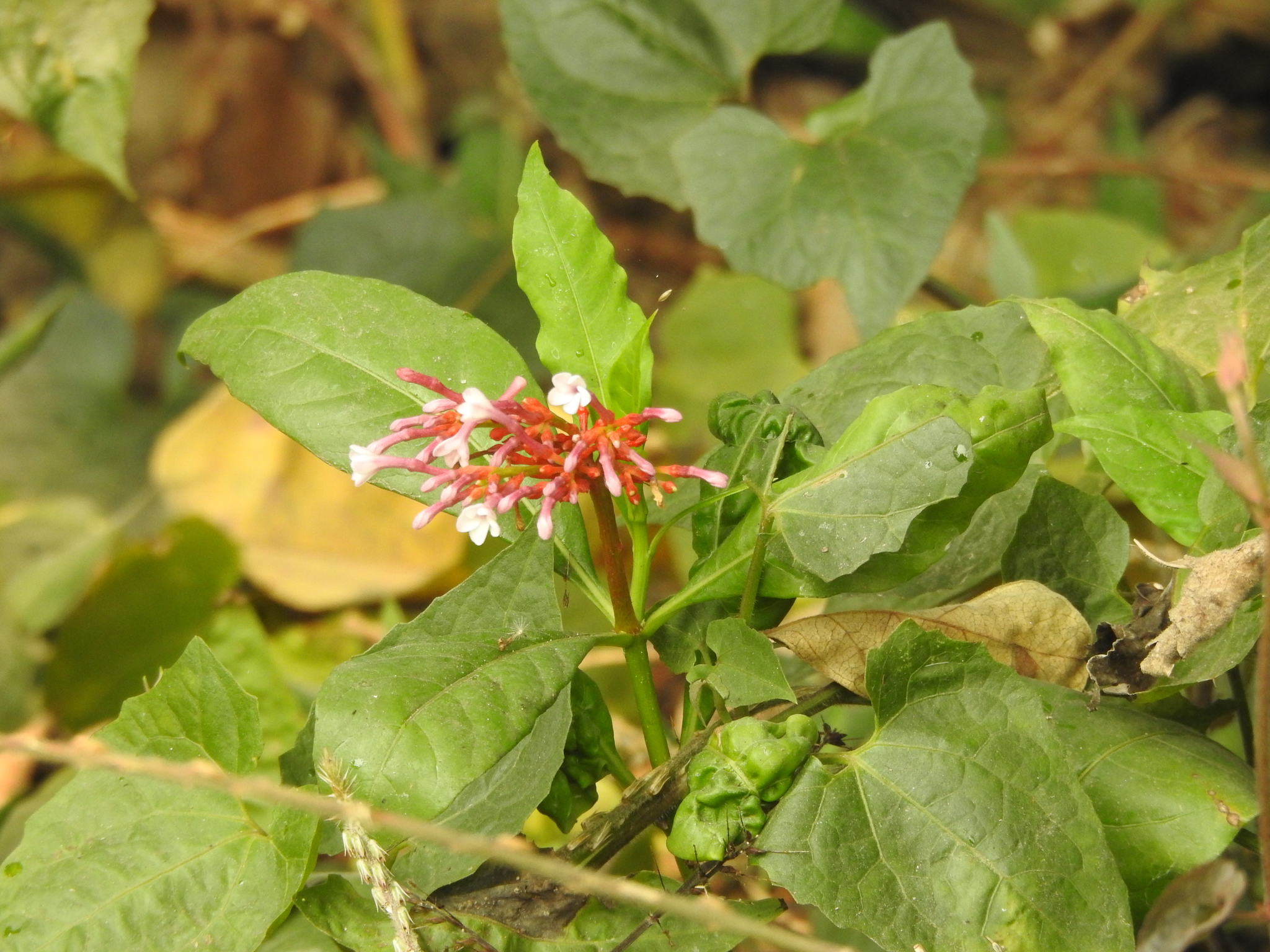Rauvolfia serpentina (L.) Benth. ex Kurz