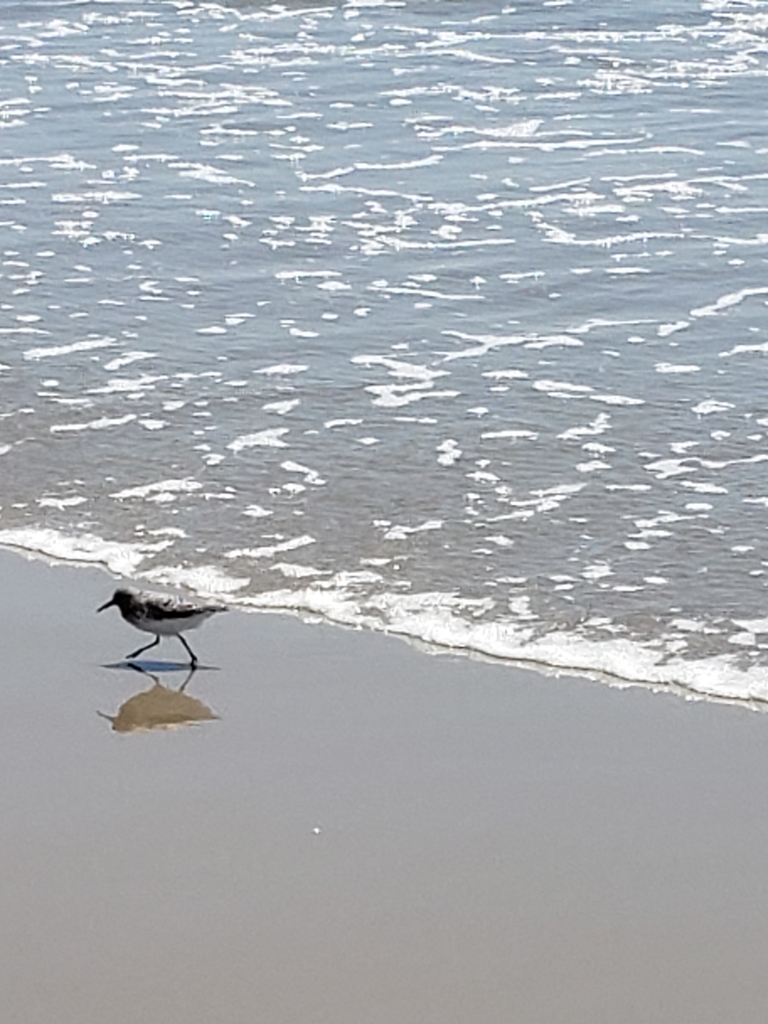 Sanderling from Venice, CA 90291, USA on April 27, 2021 at 01:45 PM by ...