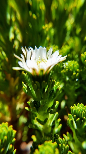 Werneria digitata · iNaturalist