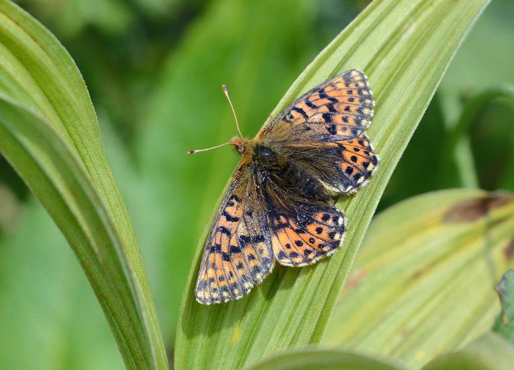 Mountain Fritillary from г. Карпинск, Свердловская обл., Россия on July ...