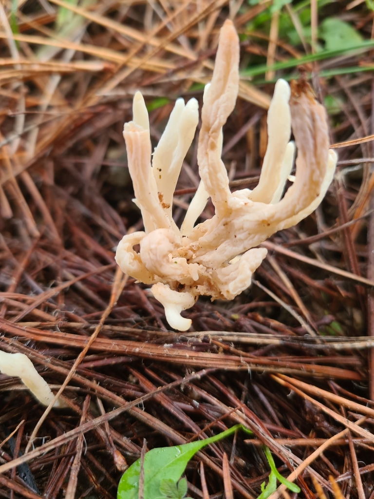 wrinkled club fungus from Horowhenua, NZ-MW, NZ on June 02, 2021 at 10: ...
