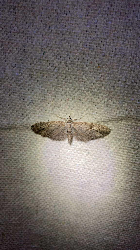 Common Eupithecia Moth from Redwood National Park, Humboldt County, US ...
