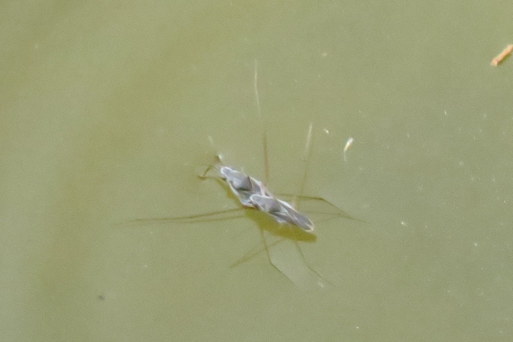Neogerris parvulus from Fujairah - United Arab Emirates on May 25, 2021 ...