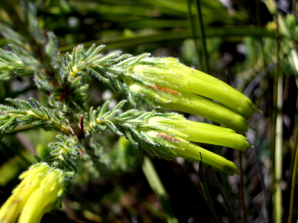 Green Onecolour Heath from Outeniqua Pass lookout point 1, South Africa ...