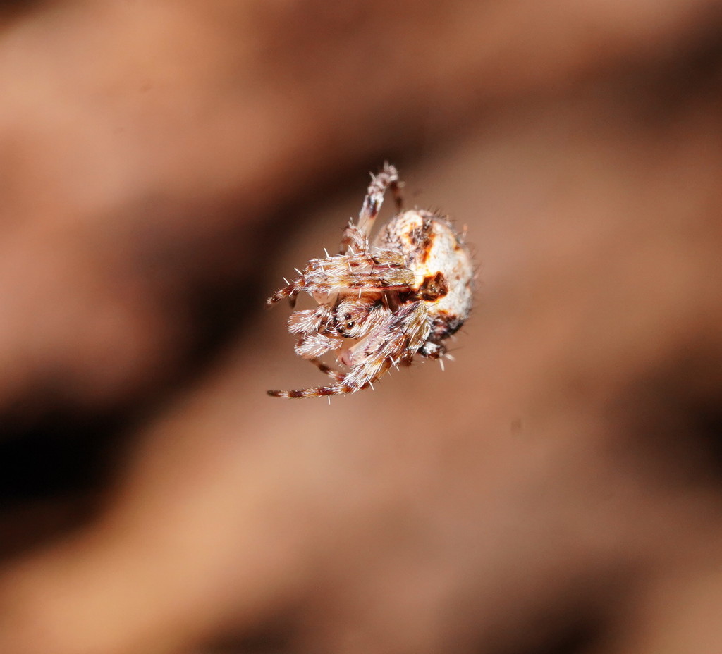 Australian Ladder-web Spiders from Monbulk VIC 3793, Australia on June ...