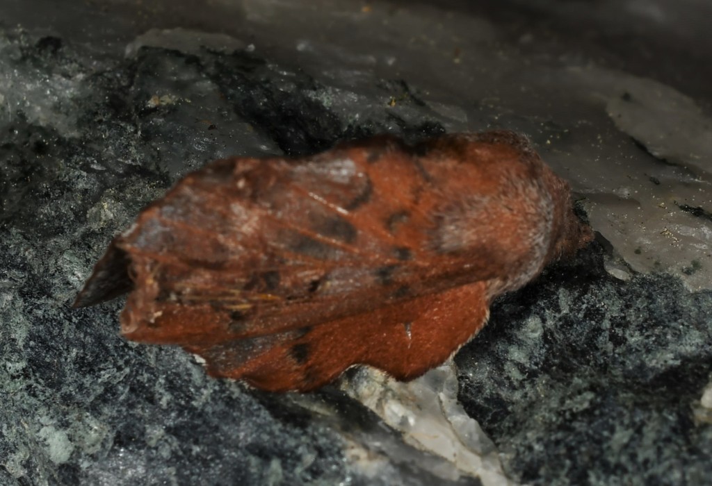 American Lappet Moth from Val-d'Or, QC, Canada on June 02, 2021 at 05: ...