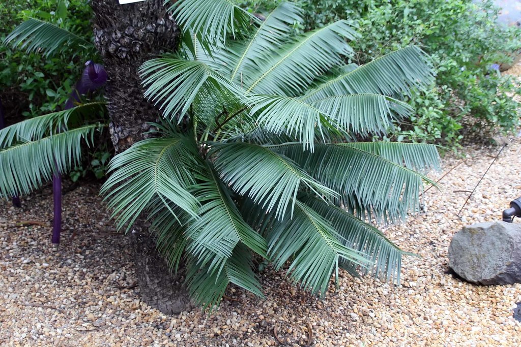 (Microcycas calocoma) - Botanical Realm