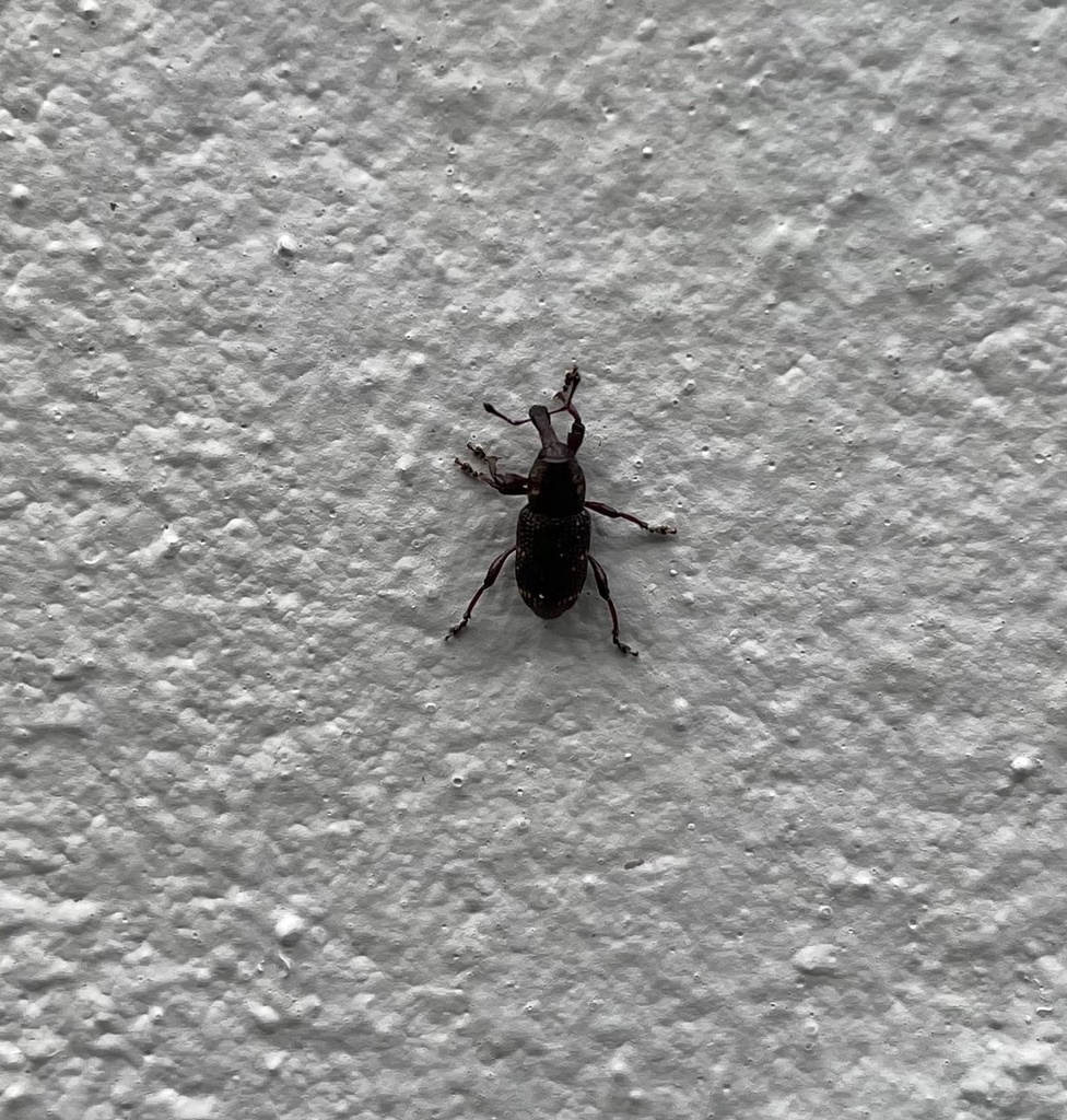 Hylobius haroldi from 소사리, 횡성군, 강원도, KR on June 01, 2021 at 05:46 PM by ...