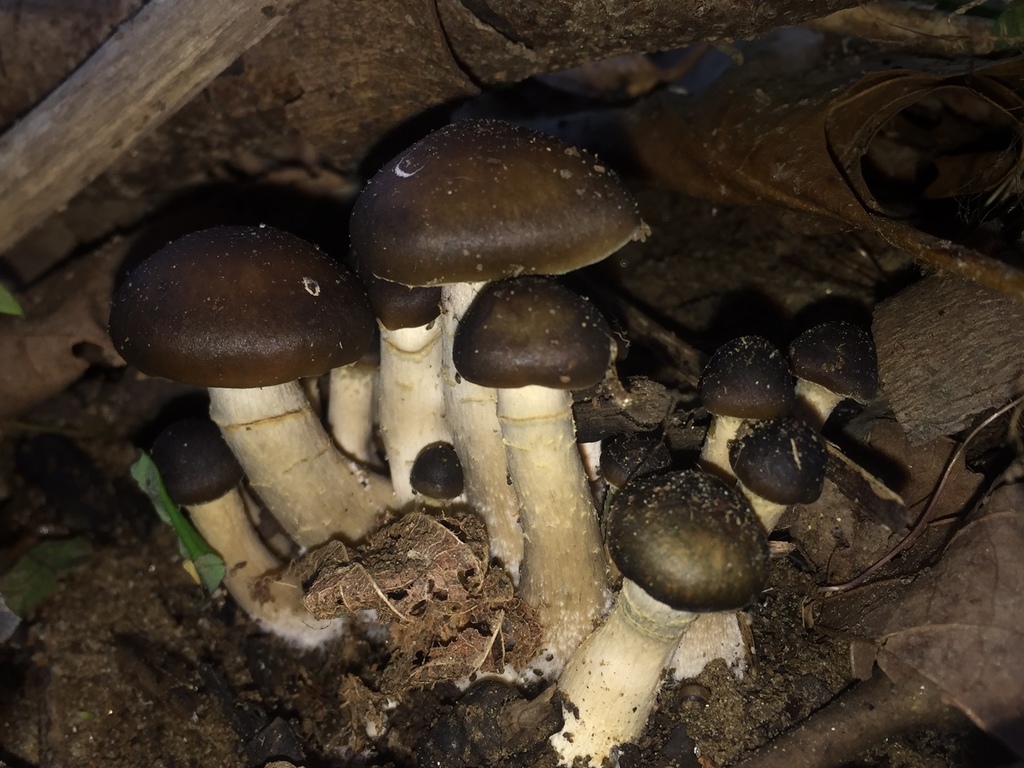 Psychedelic Ovoid Mushroom in May 2021 by comfreyclown · iNaturalist