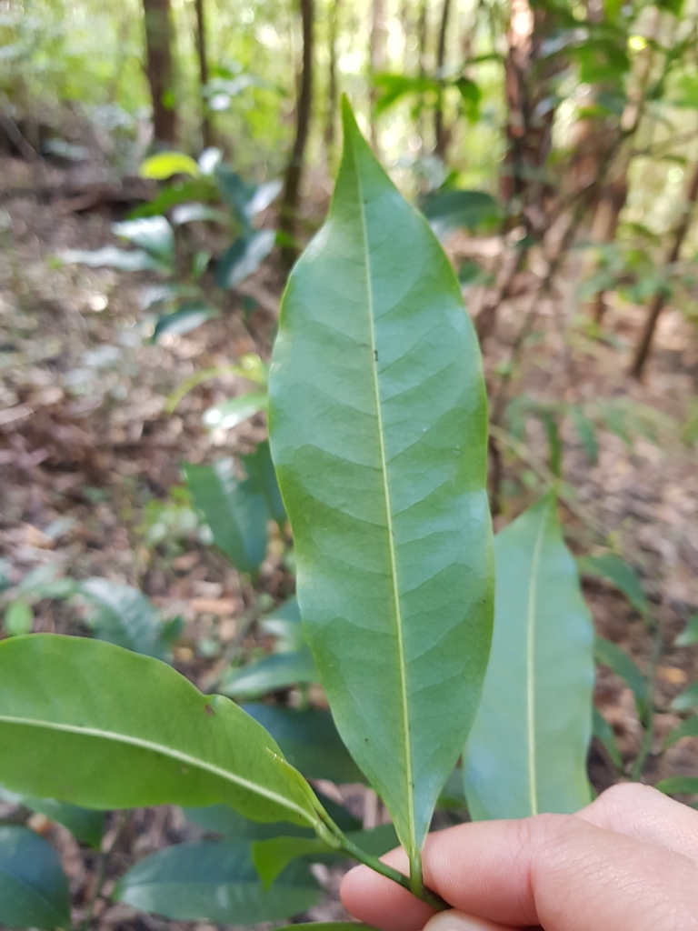 Bolwarra in June 2021 by Michelle Colpus. Leaves aromatic; hint of ...