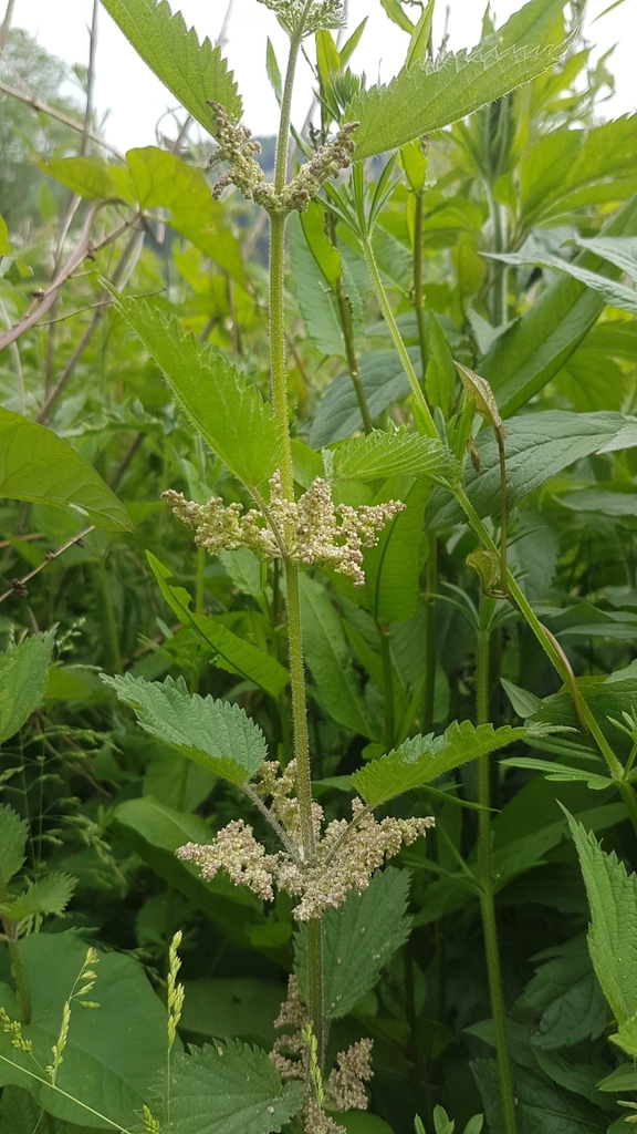 great stinging nettle from Bath, UK on June 2, 2021 at 12:28 PM by ...