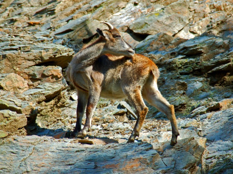 West Caucasian Tur (Capra caucasica) - Know Your Mammals