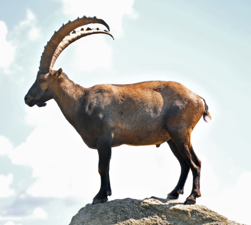 Alpine Ibex (Megafauna Parks (W Palearctic)) · iNaturalist
