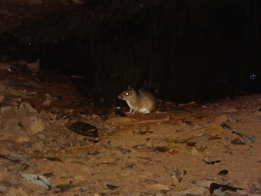 South American Water Rats from Riberalta, Bolivia on November 29, 2015 ...