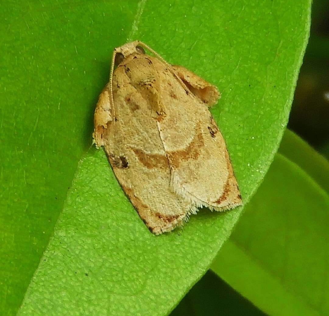 Homona coffearia (Nietner, 1861)