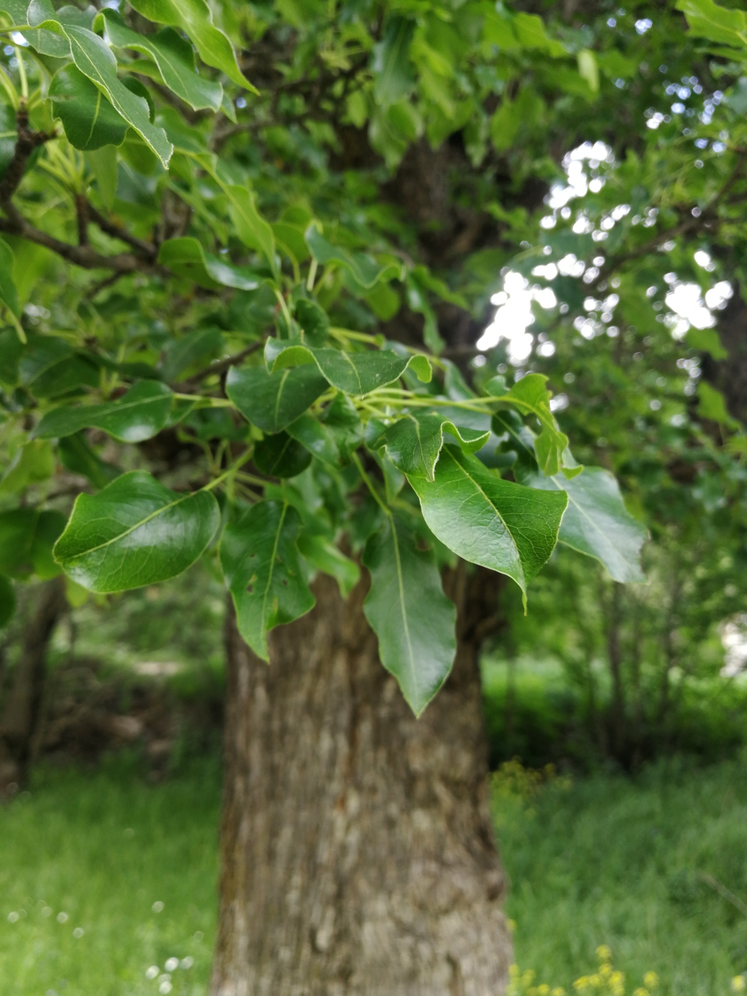 Pyrus communis subsp. caucasica (Fed.) Browicz