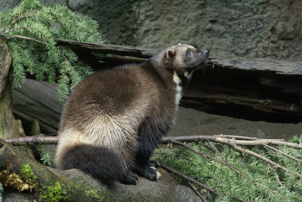 American Wolverine (Gulo gulo luscus) - Know Your Mammals