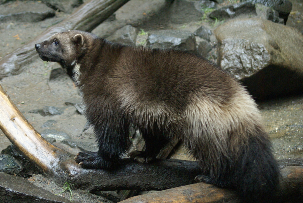 American Wolverine (Gulo gulo luscus) - Know Your Mammals