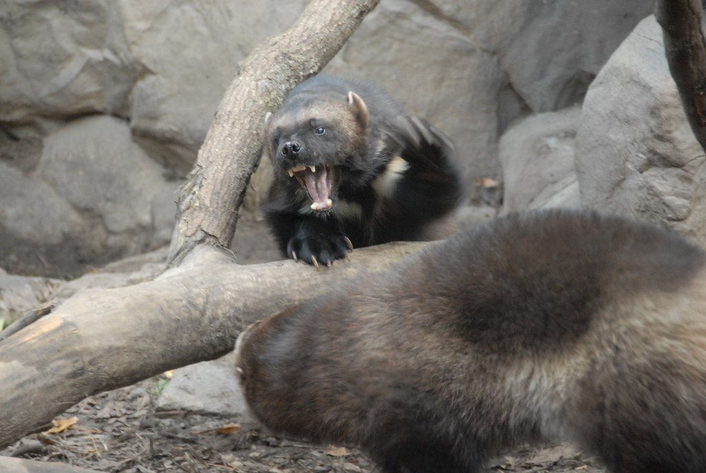 American Wolverine (Gulo gulo luscus) - Know Your Mammals