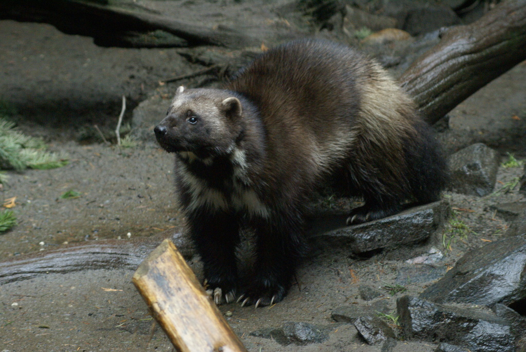 American Wolverine (Gulo gulo luscus) - Know Your Mammals