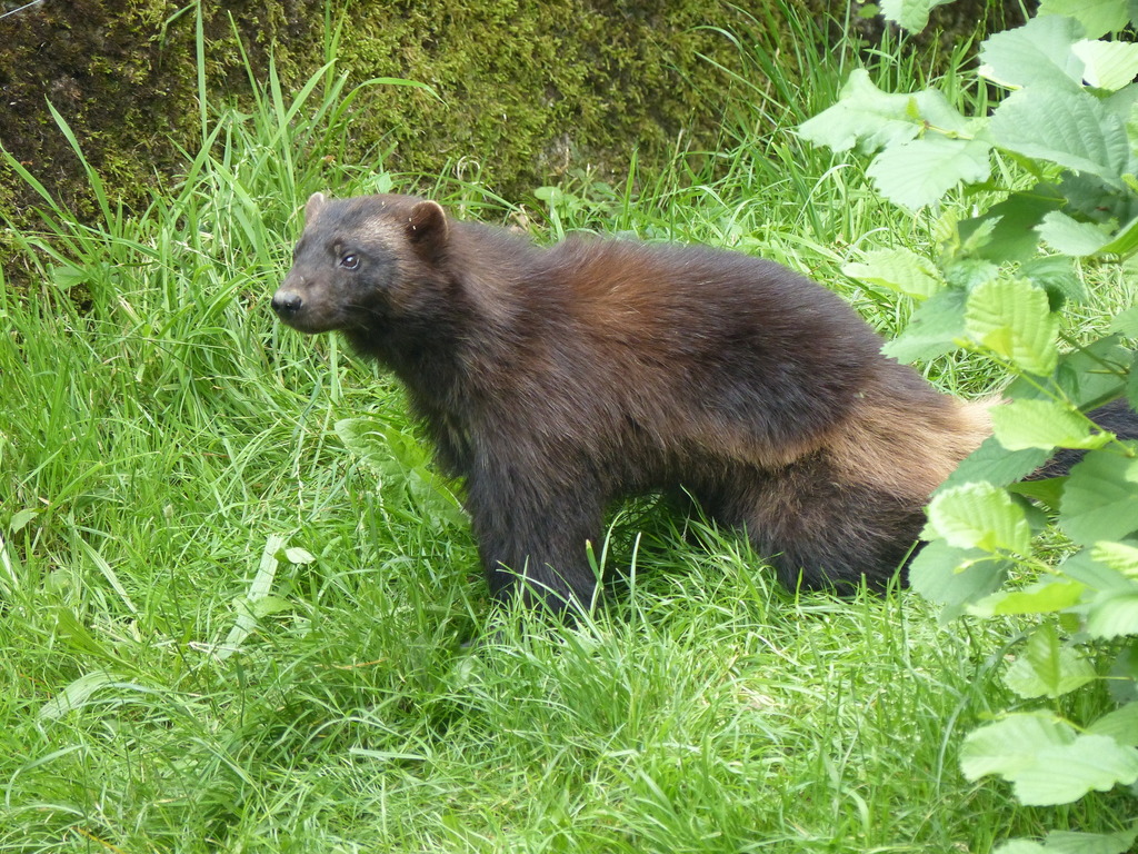 Eurasian Wolverine (Gulo gulo gulo) - Know Your Mammals
