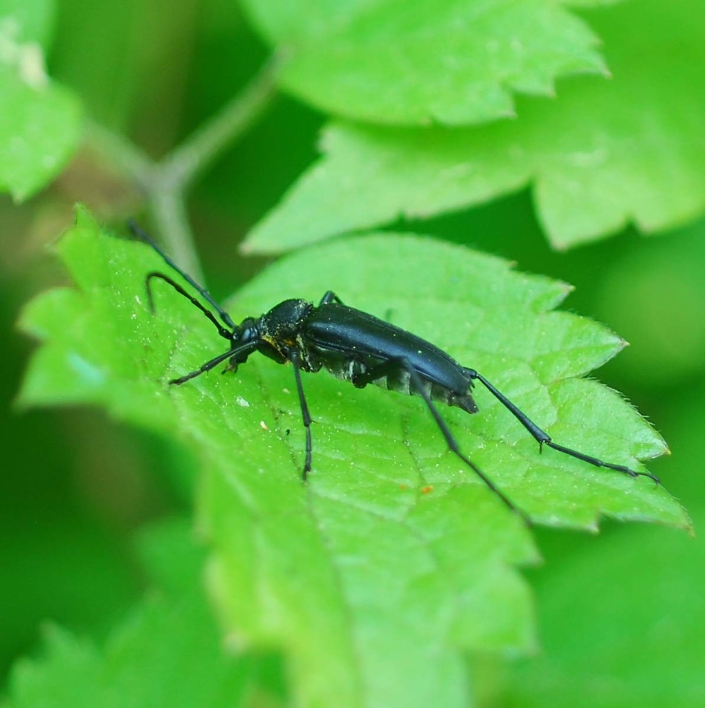 Leptura aethiops from Millak-dong, Uijeongbu-si, Gyeonggi-do, South ...