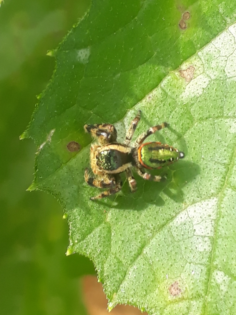 Golden Jumping Spider in June 2021 by frank-beeh · iNaturalist