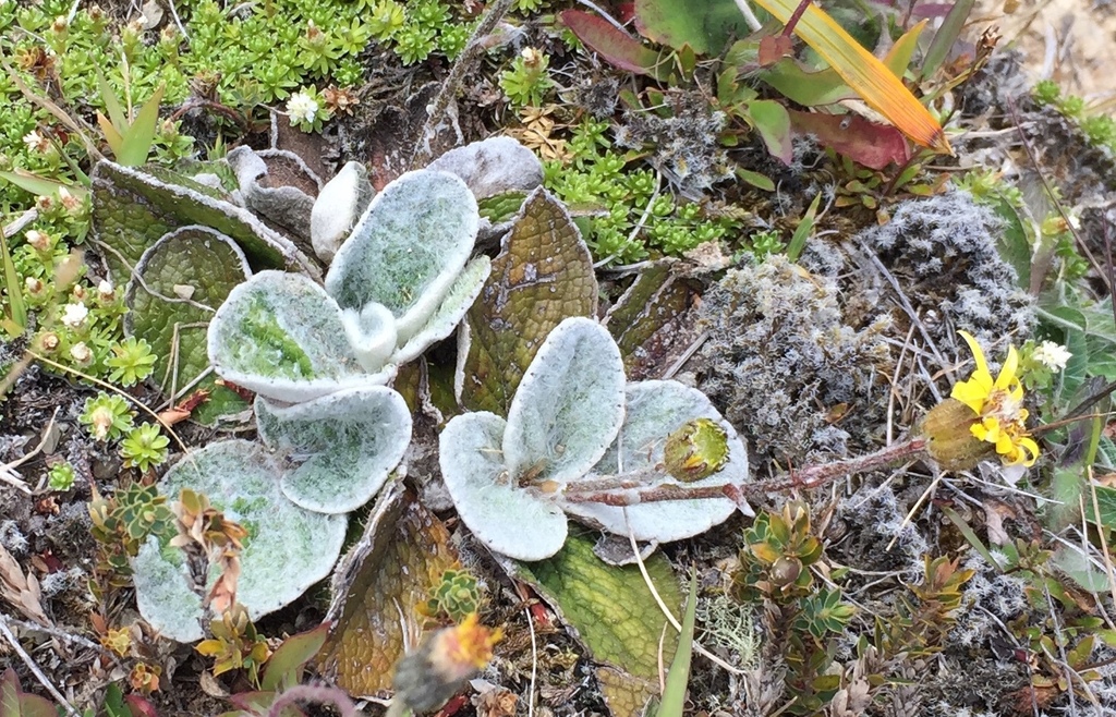 (Brachyglottis) - Botanical Realm