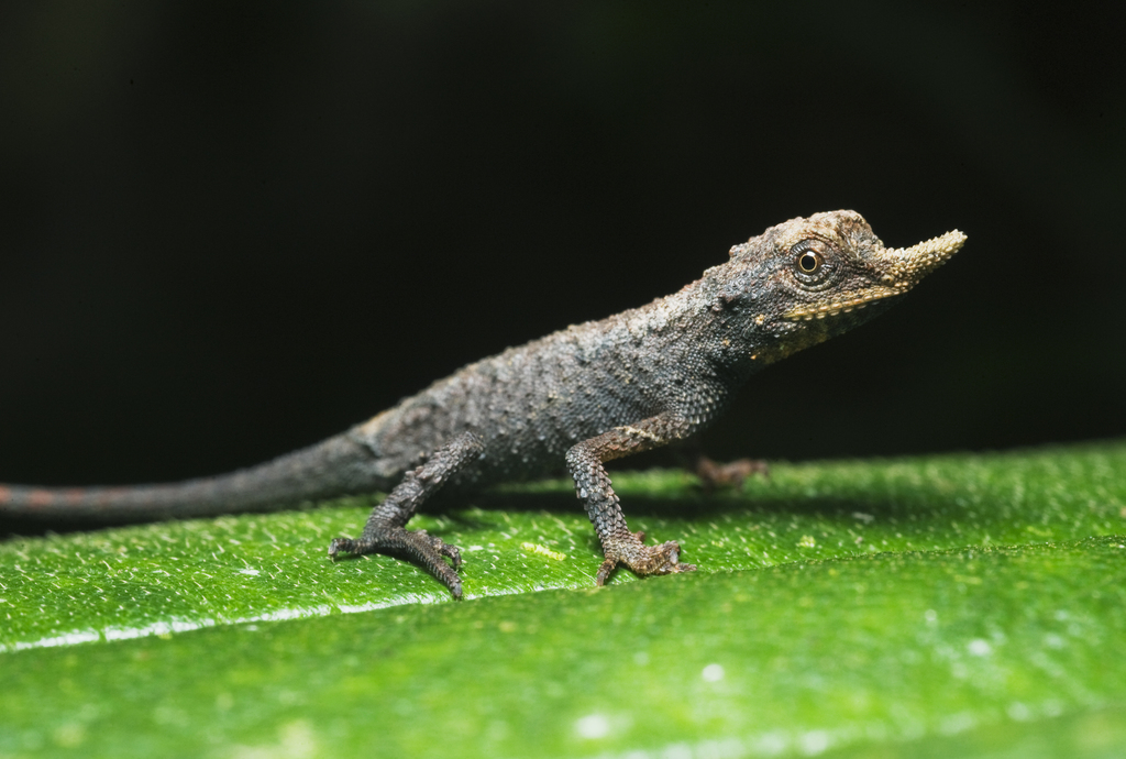 Rough Nose Horned Lizard in January 2011 by Kevin Schafer. Young ...