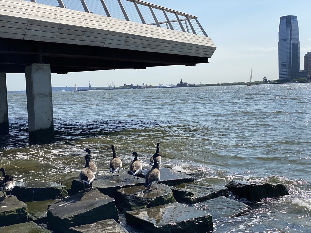 Brant from Hudson River, New York, NY, US on May 20, 2021 at 04:13 PM ...