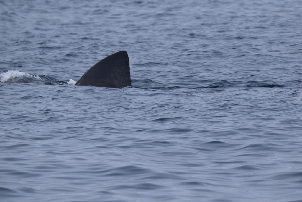 Basking Shark in May 2018 by bigayon · iNaturalist