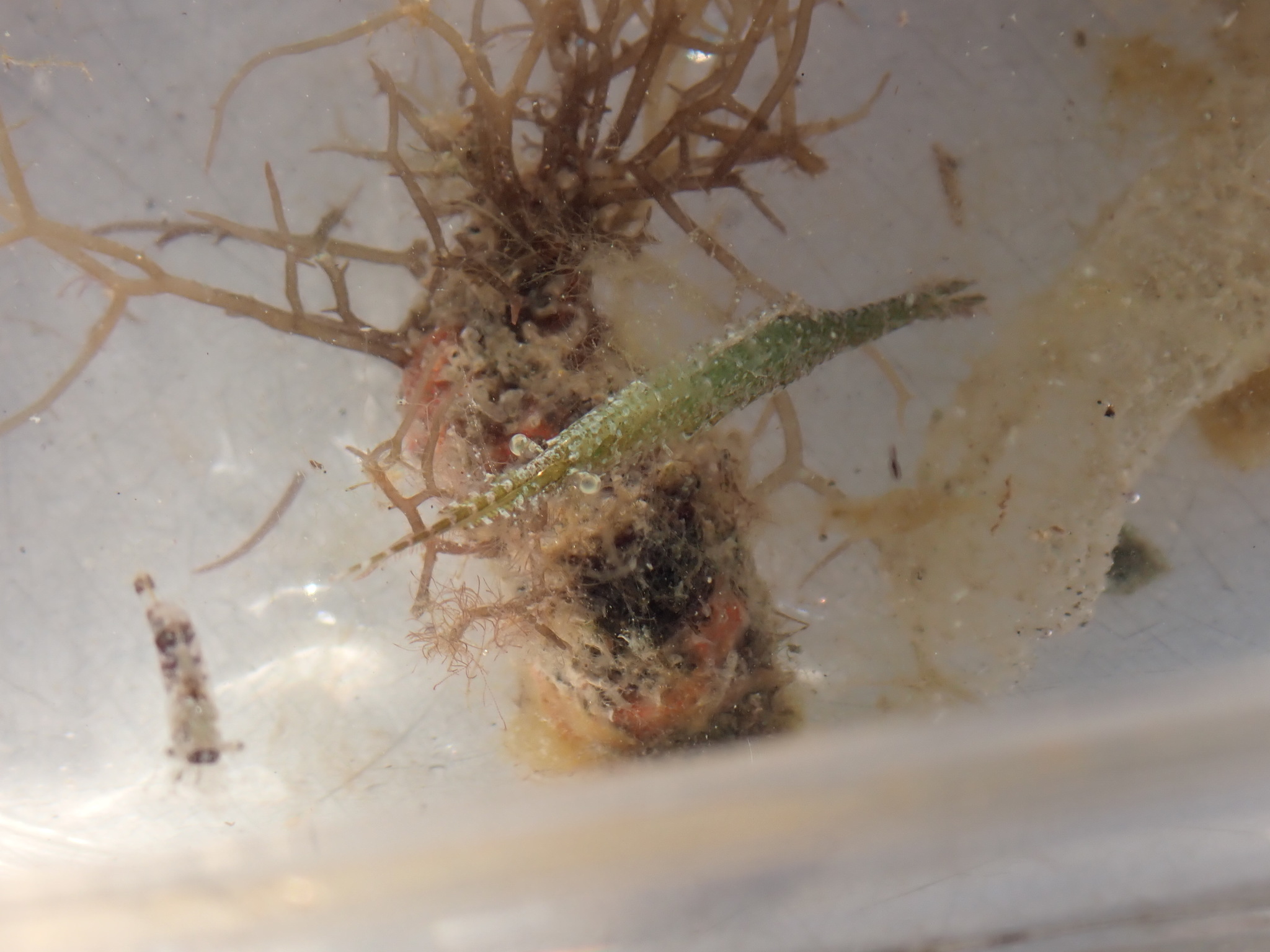 Tozeuma carolinense Kingsley, 1878