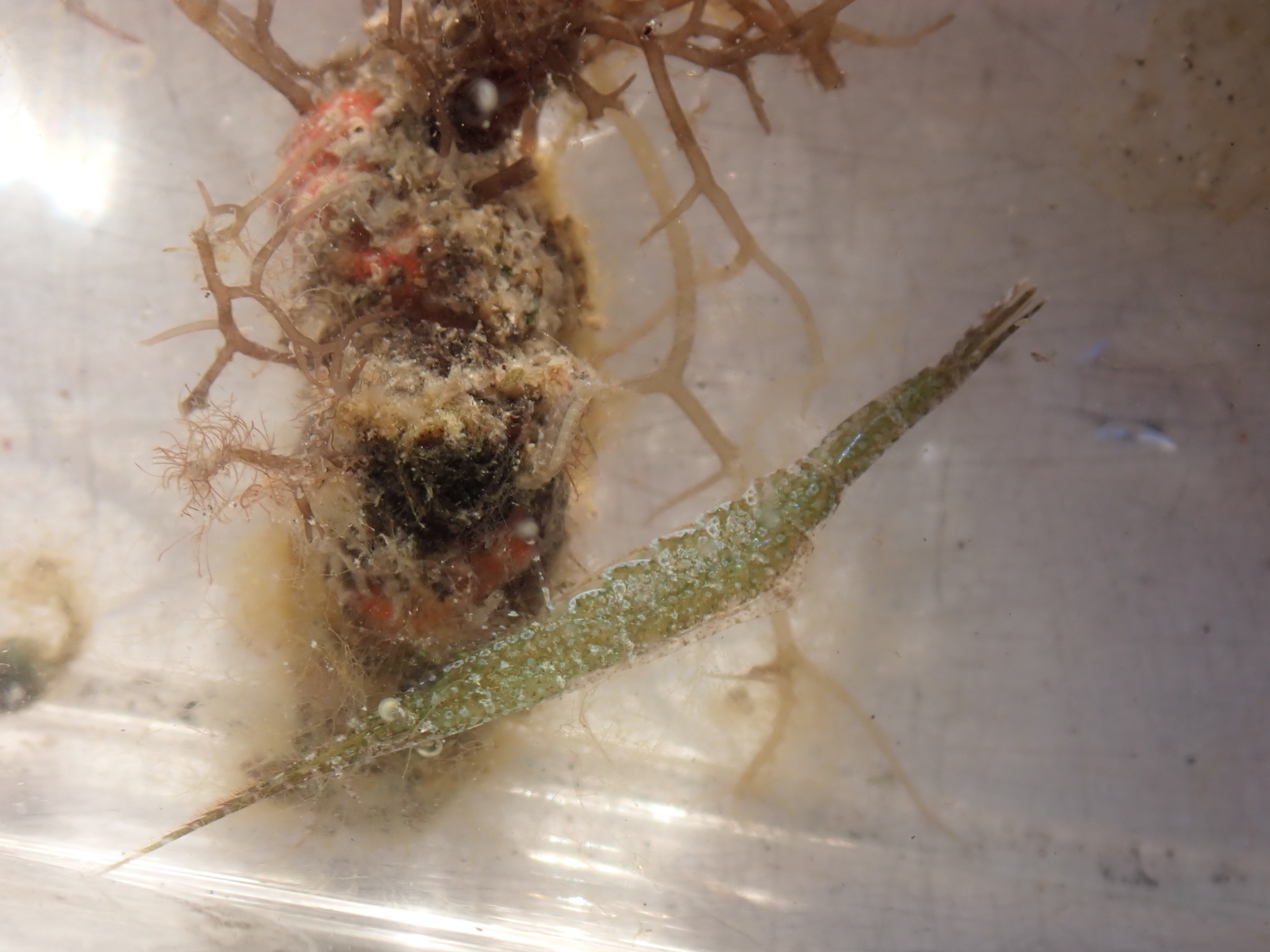 Tozeuma carolinense Kingsley, 1878