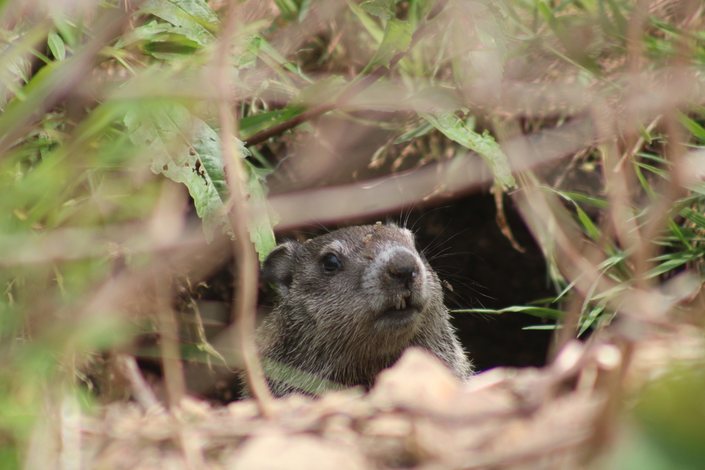 Groundhog in June 2021 by Peter M Martin · iNaturalist
