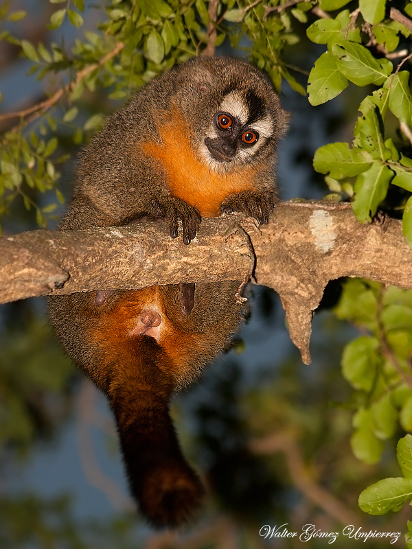 Azara’s Night Monkey (Aotus azarae) - Know Your Mammals