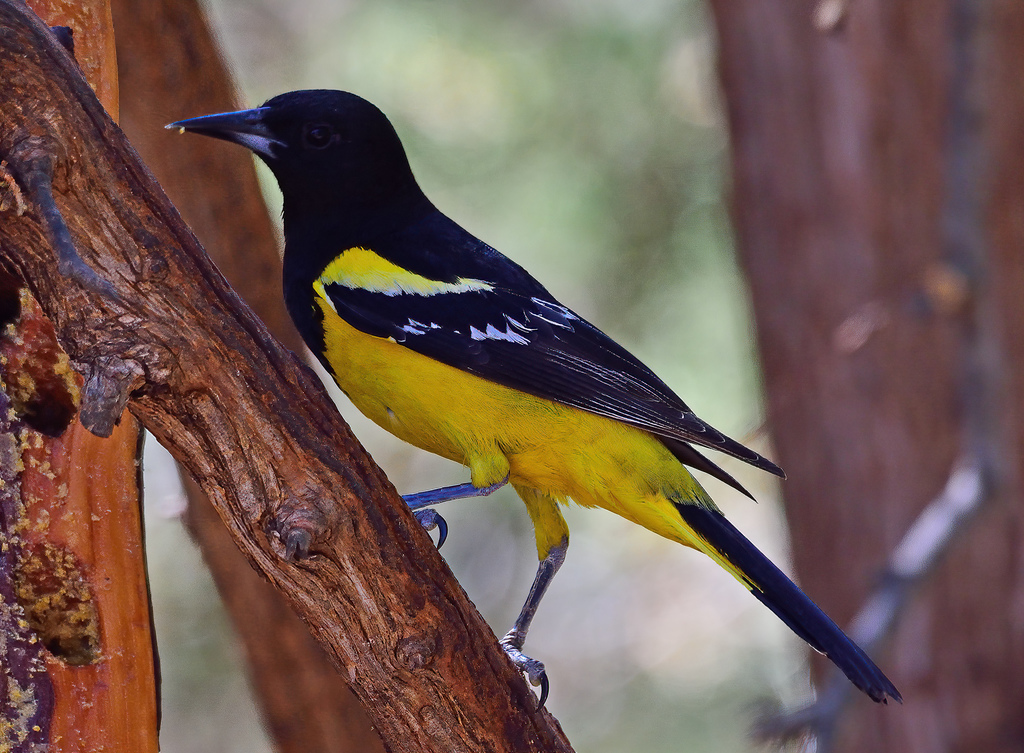 Calandria Tunera (Aves de Ecatepec) · iNaturalist