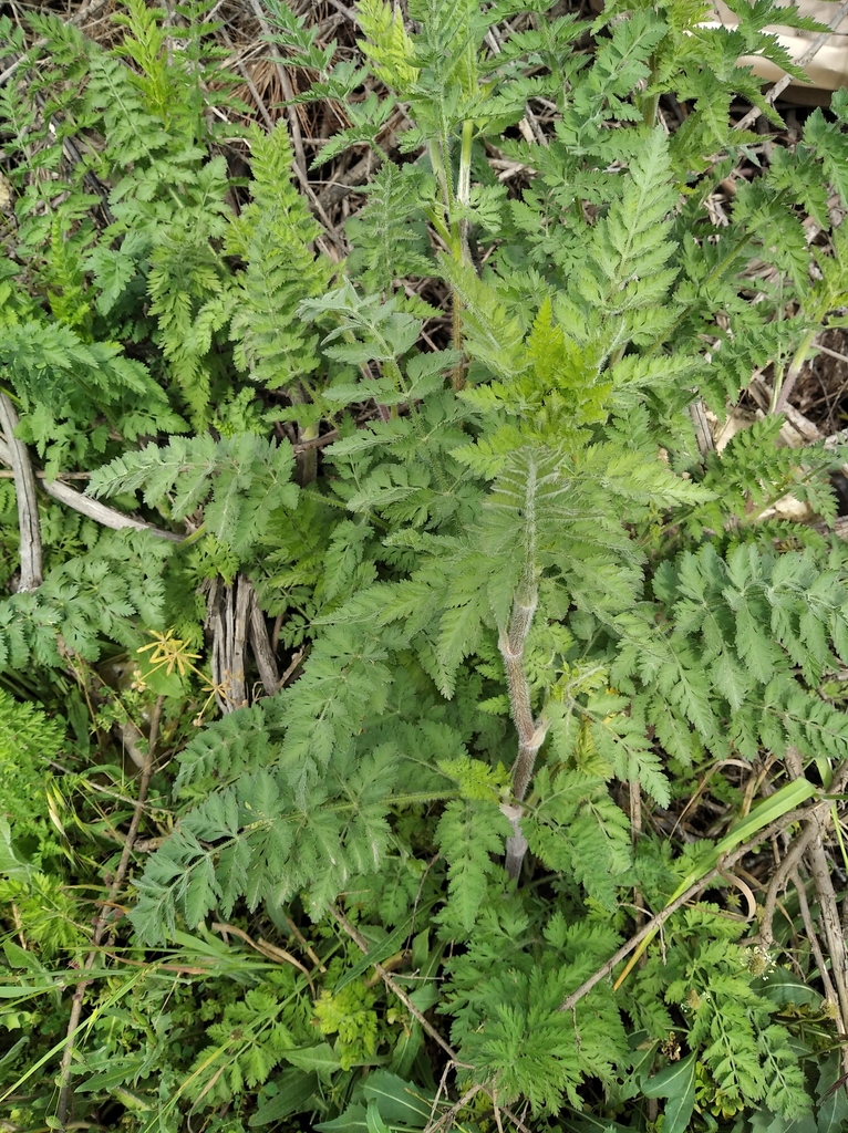 wild carrot from Гагаринский район, Севастополь on June 02, 2021 at 03: ...